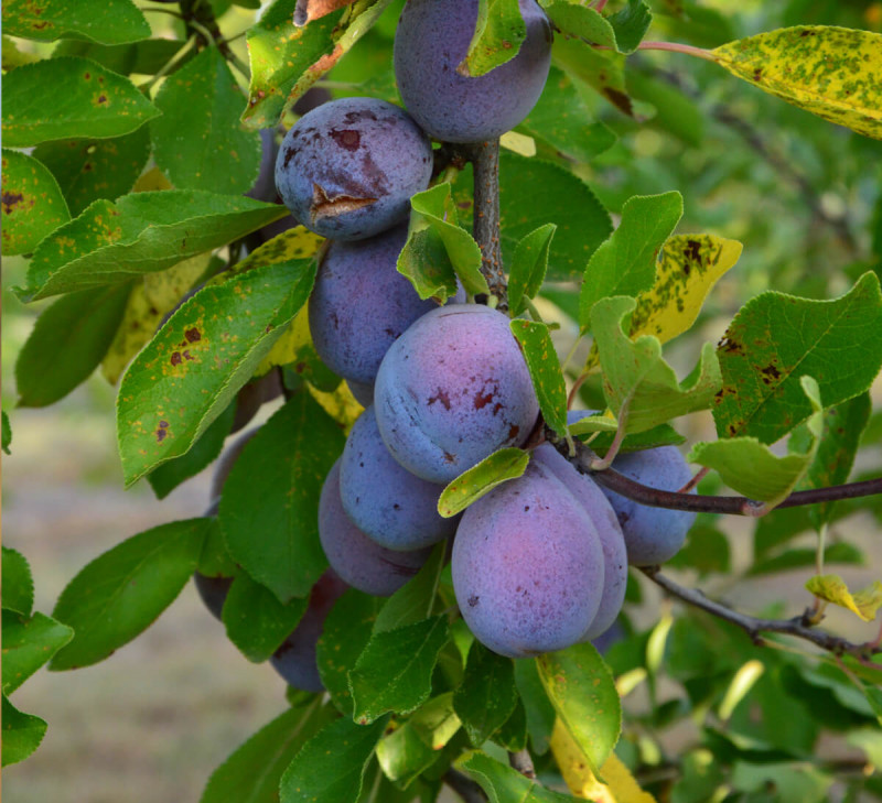 Pur jus de Pruneau Agen Bio et Équitable | Boutique Ethiquable